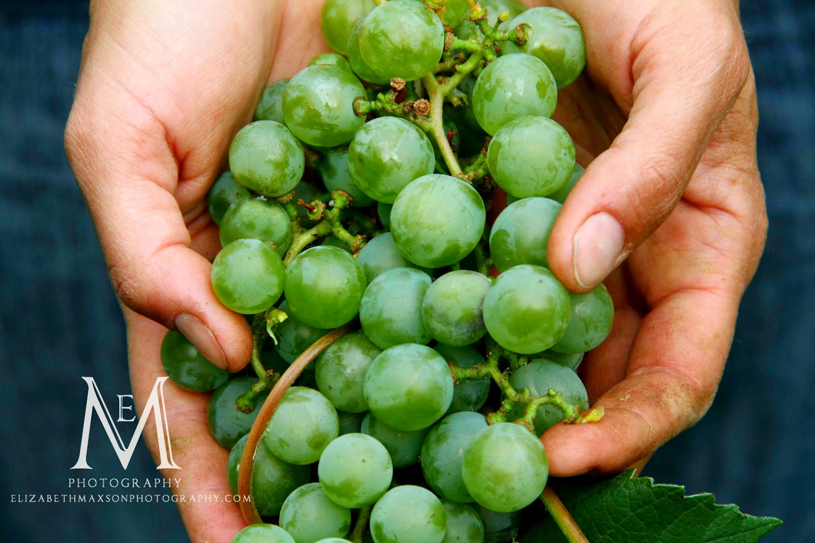 The Adventures of Elizabeth: The Business of Creating