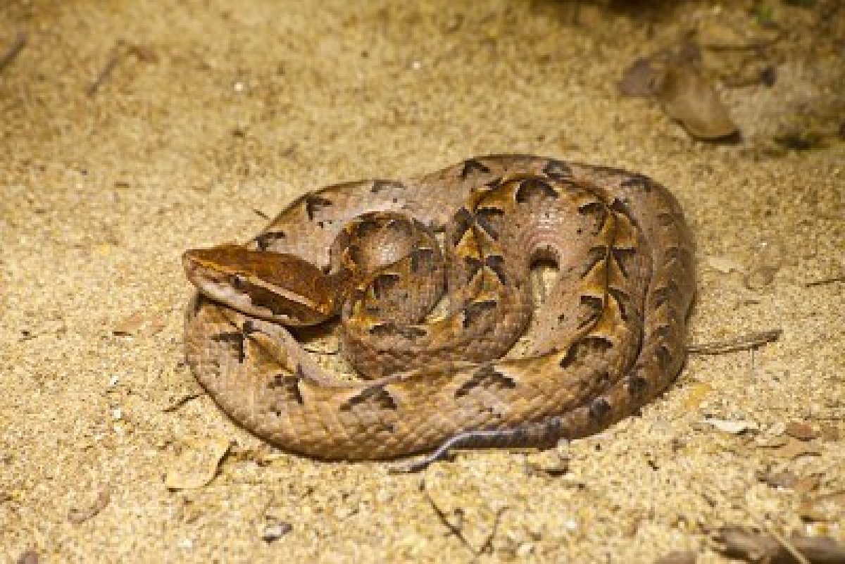 Snakes attacks and venomous dangerous snakes | Free National Geographic Pix