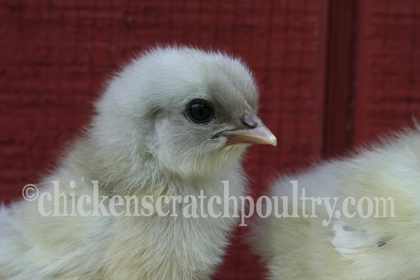 Chicken Scratch Poultry: Splash Marans - One Of My Favorite Of The Marans