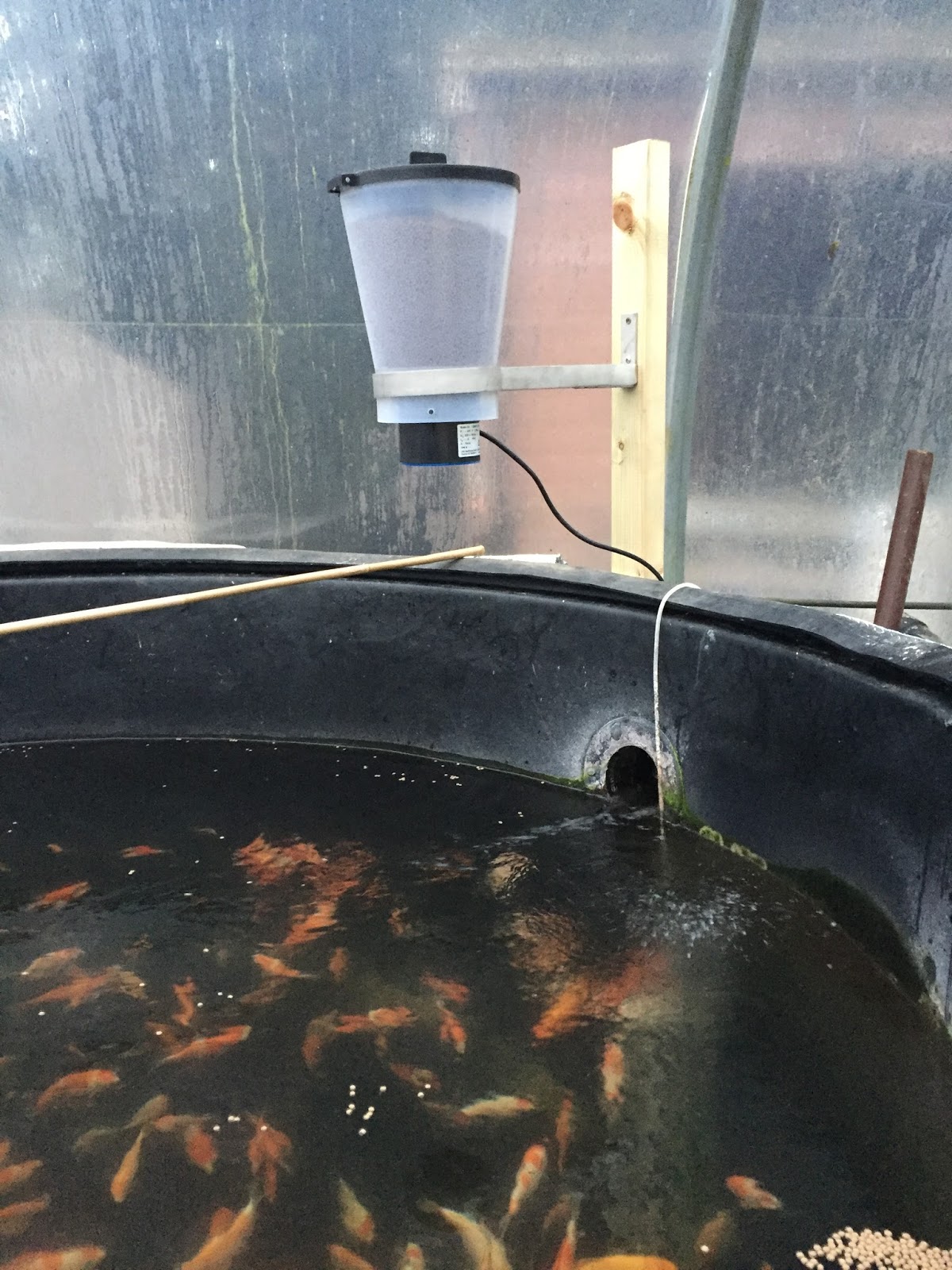 Selecting through the green vortex tank – Byer Koi Farm