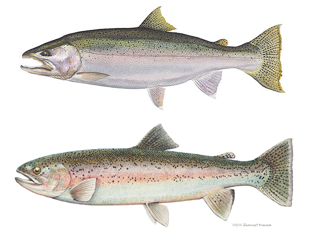 Tamalpais's Shadow: Steel head