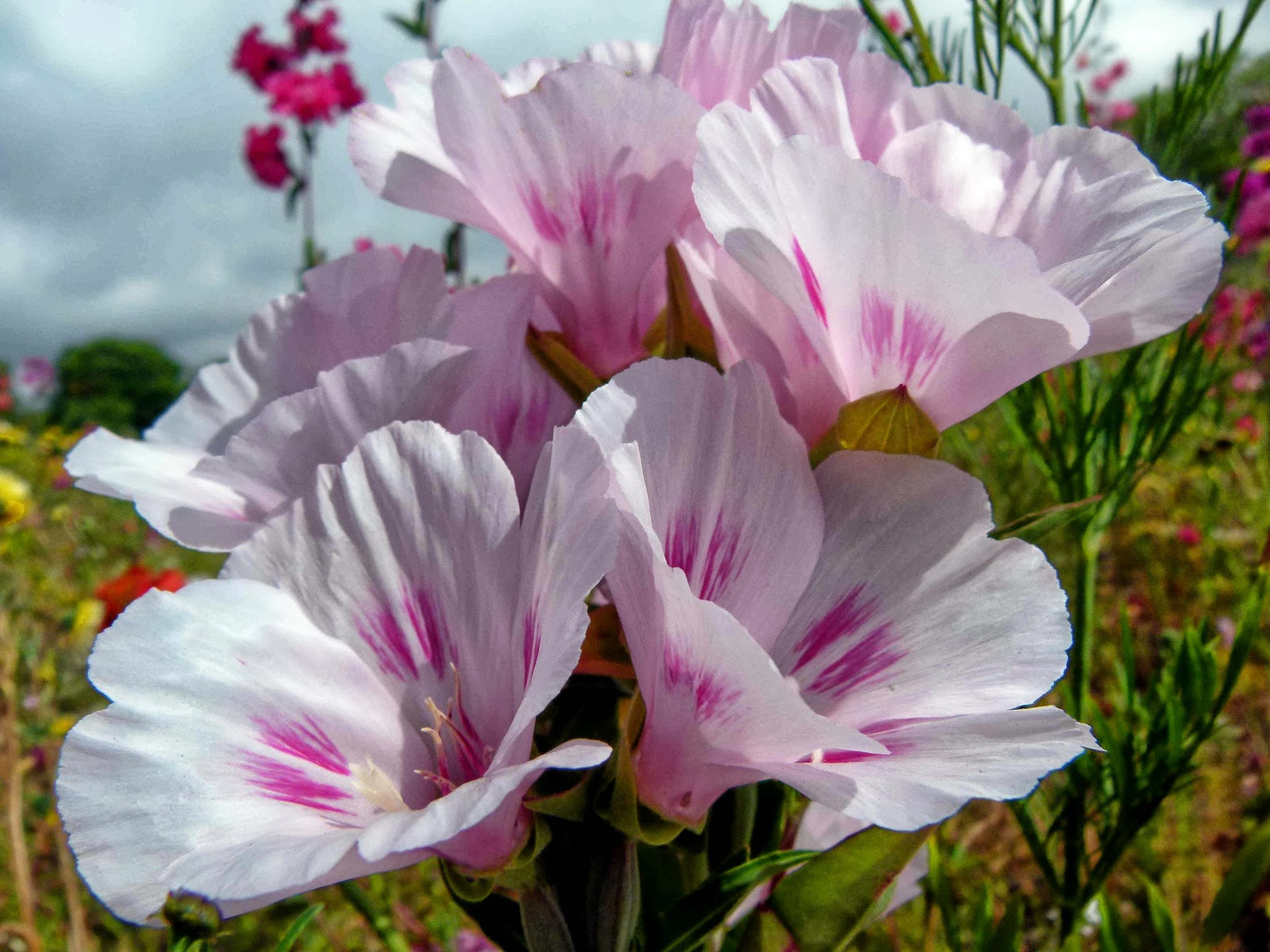 Flower Homes: Godetia Flowers