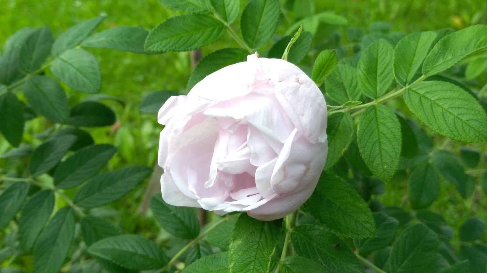 Ranczo Elma: Róża (Rosa) Schneekoppe