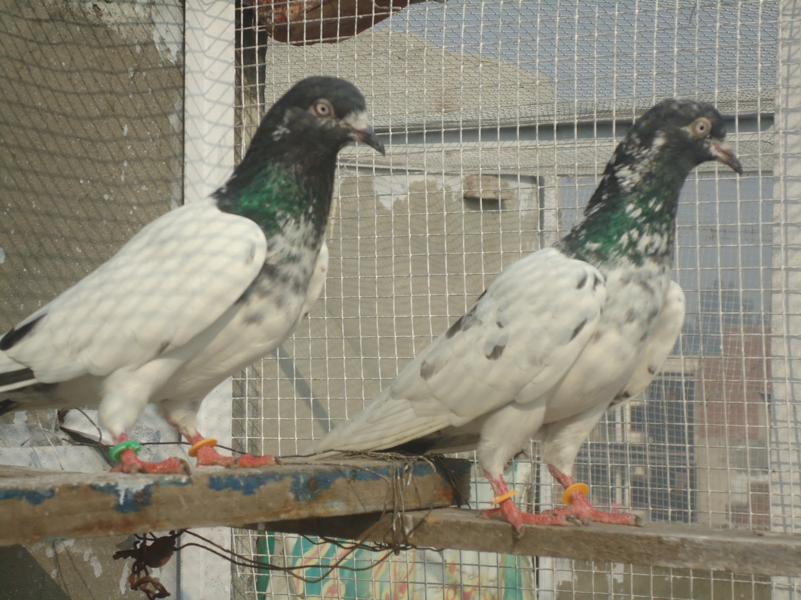 Pigeons | Kabootar Baaz | Pigeons Photos: Pakistani Tippler Pigeons