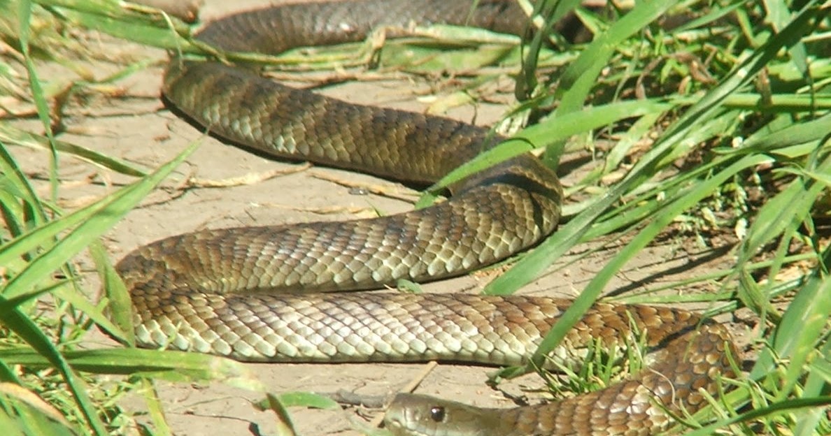 UNSW BABS Genome Project: We're sequencing snakes! (But the competition ...