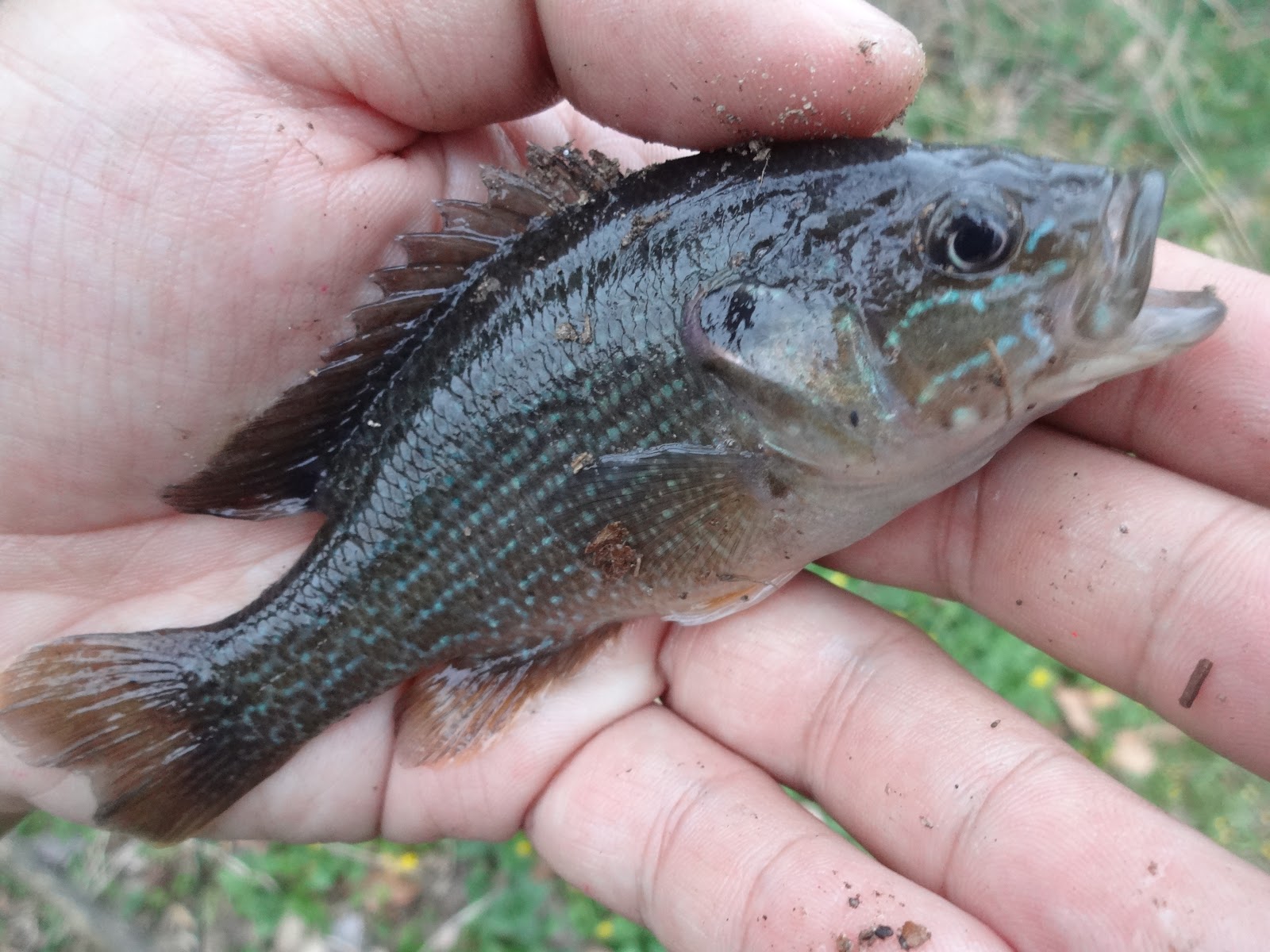 Extreme Philly Fishing: Exploring the Pennypack Creek in Northeast ...