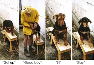 Woolshed 1: Working Dog Puppy Training