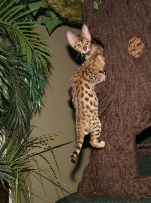 Fairy Tale Cat Trees: May 2017