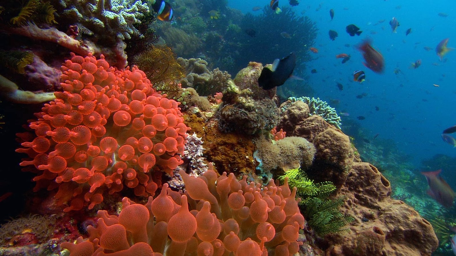 TV with Thinus: BBC World News brings breathtaking Power of Nature ...