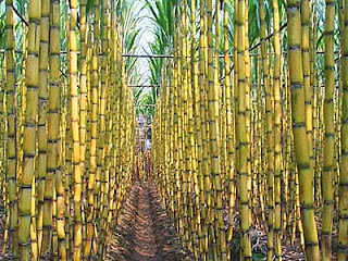 Sugar Cane - Worlds Biggest Source of Sugar | Information about crops