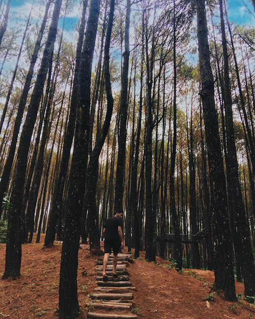 Gambar Background Hutan