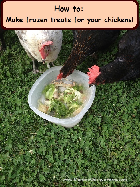 Frozen chicken treat for a hot day (super easy!) - Murano Chicken Farm