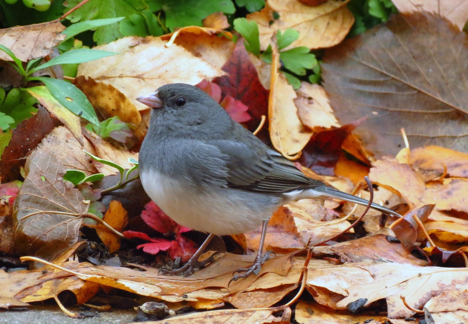 Dark-eyed Junco (Junco ardoisé) in our Yard - Travels With Birds