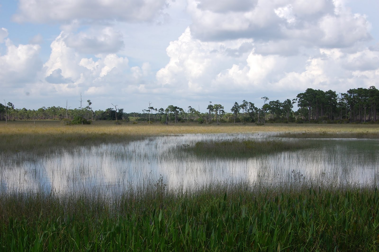 Field Notes and Photos: Tucker's Grade: Landscapes in Florida's Wet Prairie