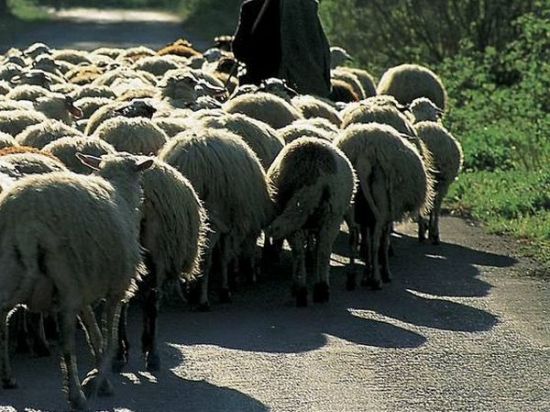 Η κτηνοβασια με προβατο τον εστειλε στο νοσοκομειο! - Καναπεδάτος