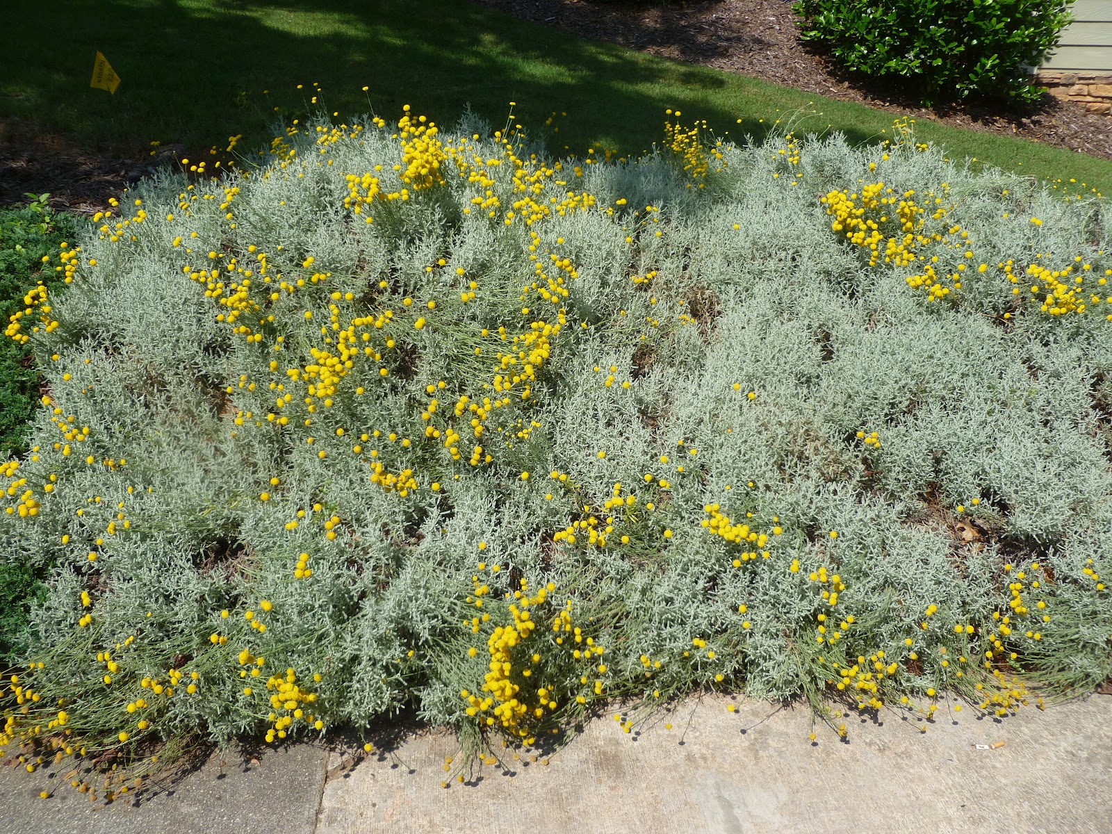 Lindaraxa: Lindaraxa's Garden In May