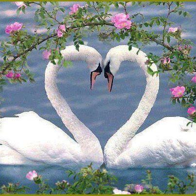 40+ Most Re pinned Birds On Pinterest - UltimateRepins