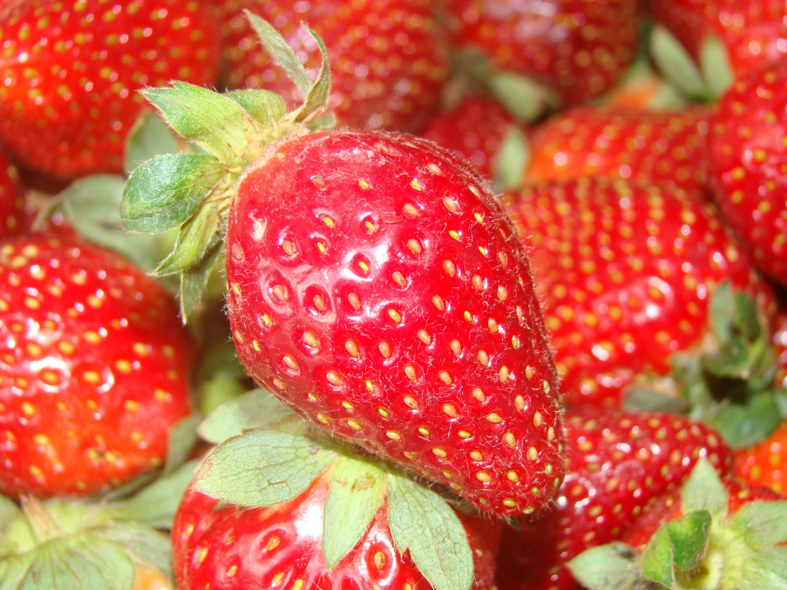 Cocinas y Recetas: Las frutas y su mejor aprovechamiento. Columna ...