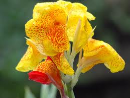 the last heaven: Canna indica Linn