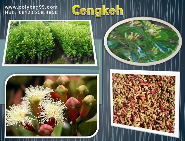 Mengintip Prospek Bisnis Pembibitan Tanaman Cengkeh | Pertanian Modern