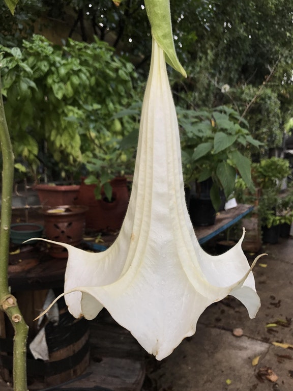 Beautiful flowers that will steal and melt your heart - Our World Stuff