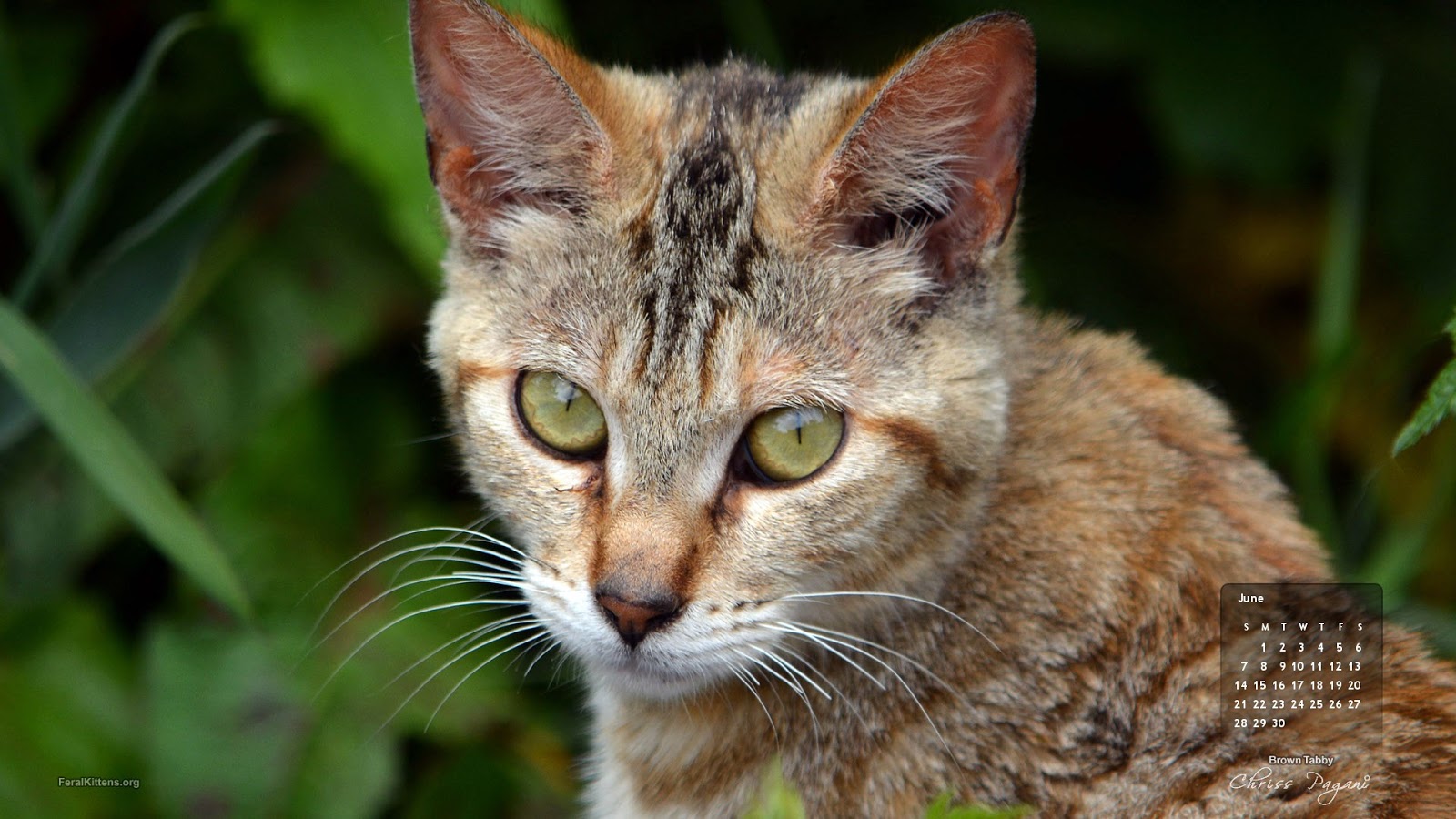 June Cat of the Month Wallpaper