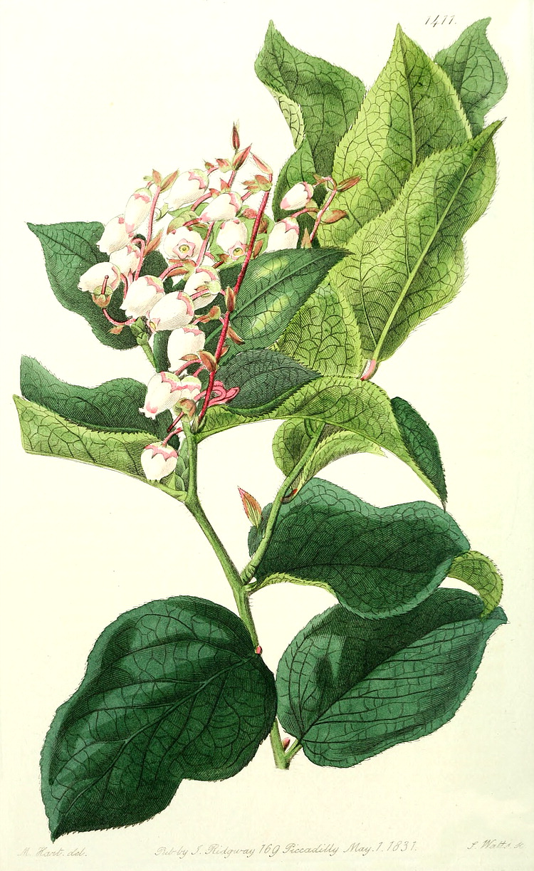 Temperate Climate Permaculture: Permaculture Plants: Salal or Shallon