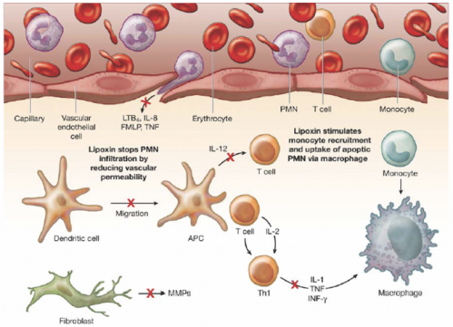 INFLAMASI | Materi Seputar Kedokteran