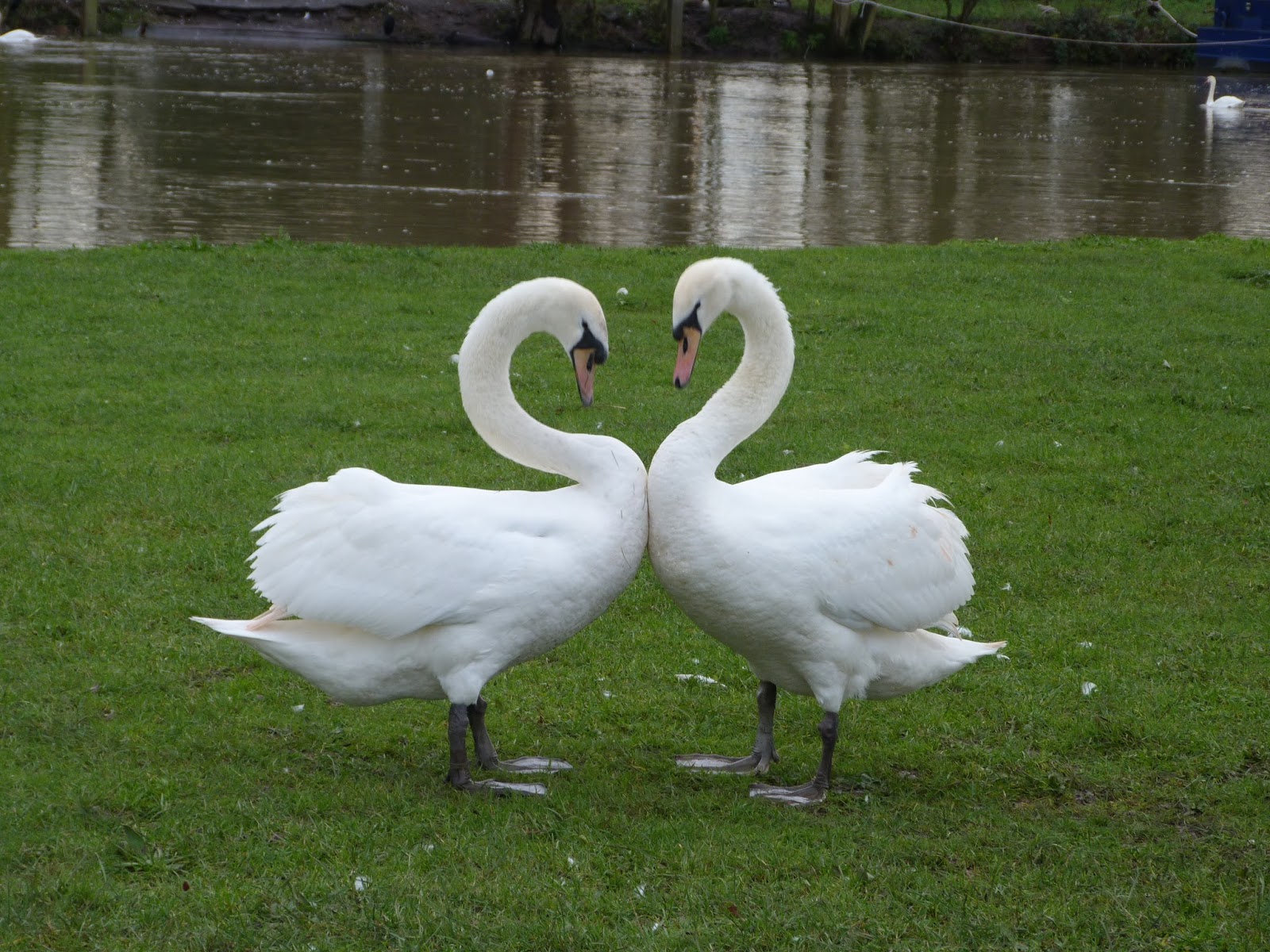 Lamsdell Bird Ringing and Wildlife Blog: River Thames, Windsor - 11 ...