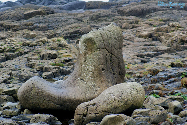 Moja Zielona Irlandia: Post No.26: Grobla Olbrzyma - Giant's Causeway