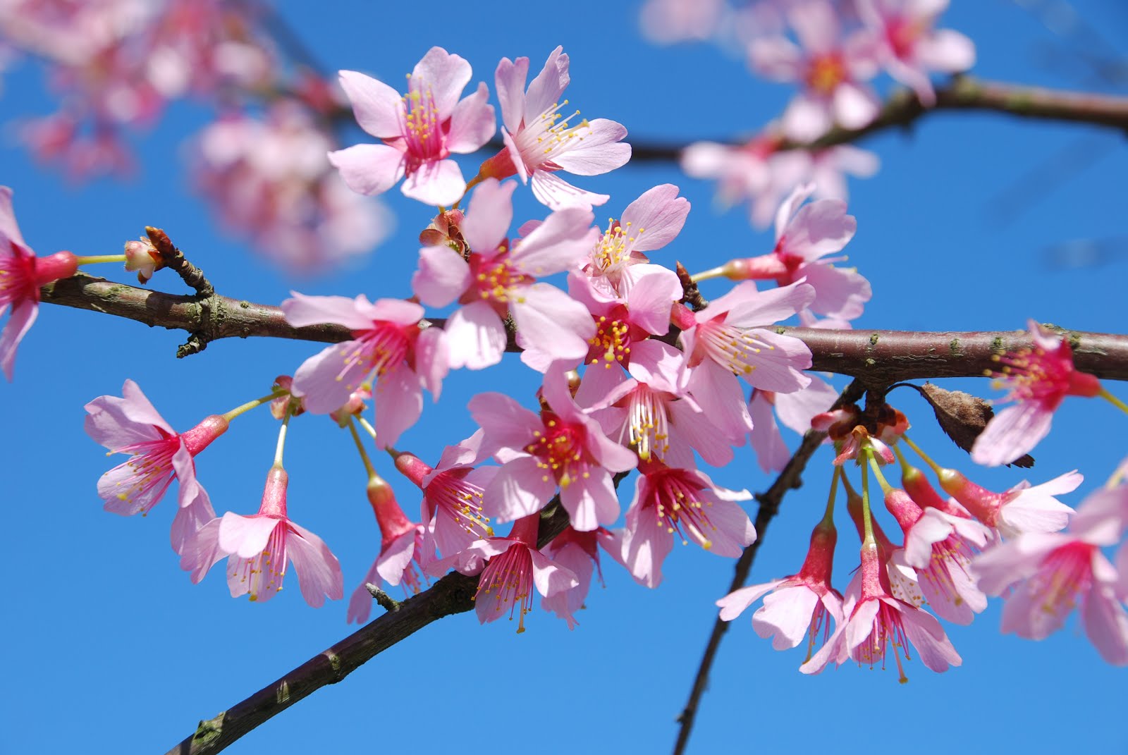 拈花惹草集: 「第一夫人」櫻花 (Prunus ‘First Lady’)