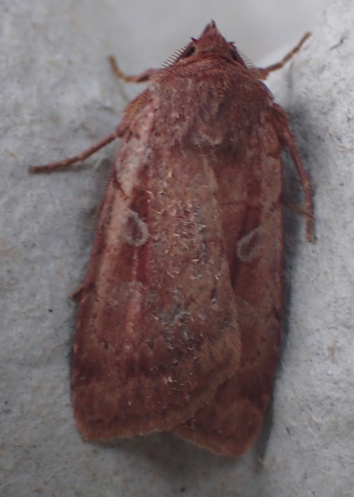 Ceredigion Moths: Cors Fochno