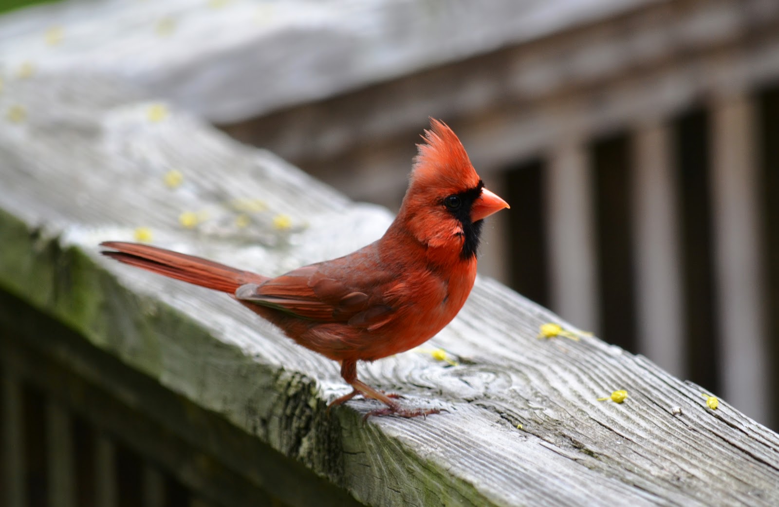 It's All About Purple: The Comical Cardinal