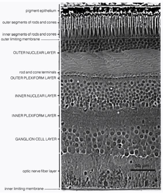 Image Sensors World: Human Eye Resolution in Megapixels