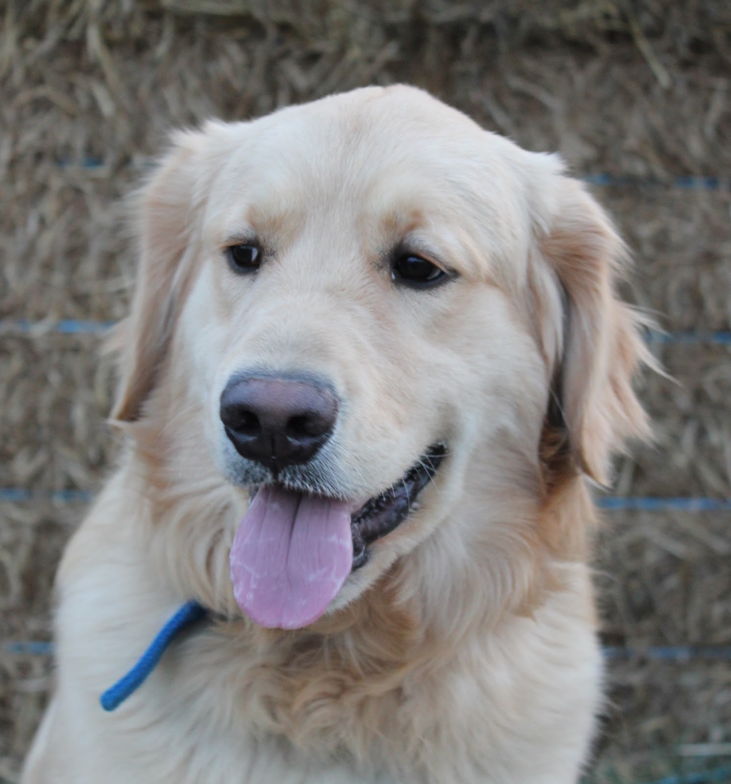 Country Side Golden Retrievers: 2012
