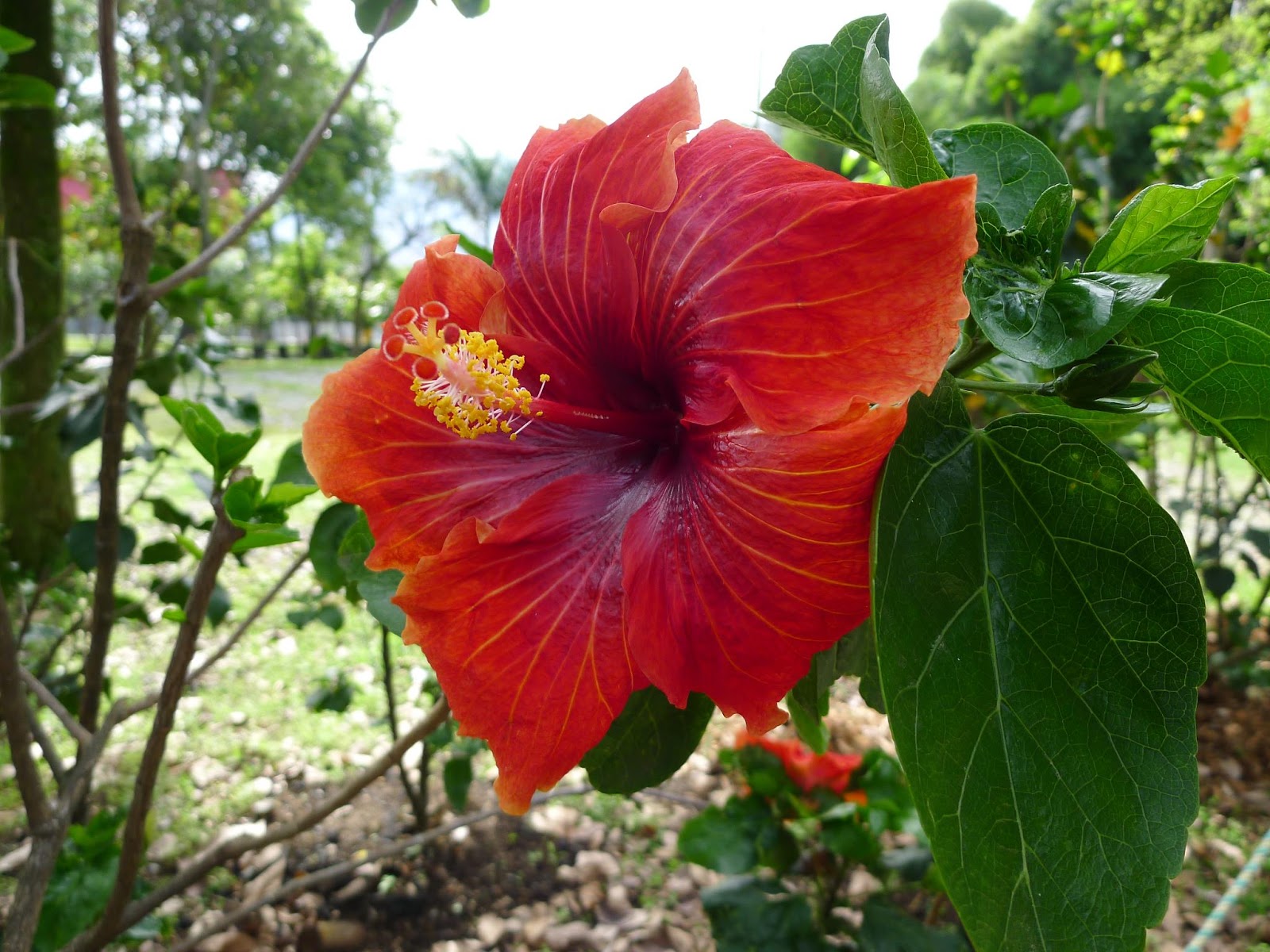 gumamela parts - philippin news collections