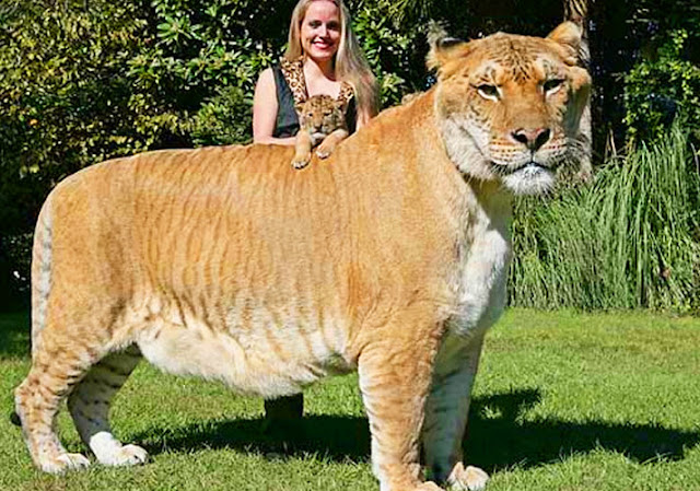 hercules the liger