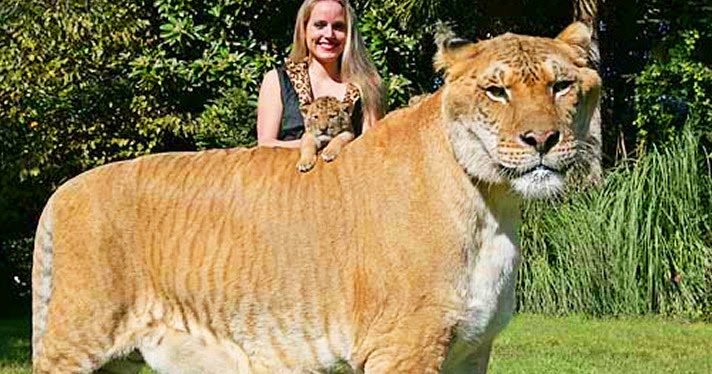 hercules the liger