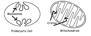 Knowledge Class: Bacterial Anatomy: Revealing the Microscopic ...