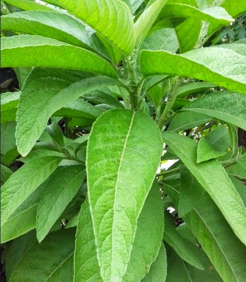 Manfaat Daun Sembung Untuk Kesehatan Dan Cara Mengolahnya | Tips Sehat