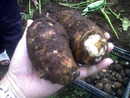 satoimo: GAMBAR PENANAMAN SATOIMO ATAU TALAS JEPANG