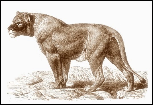 TIERRA SYLVANA: LEÓN.