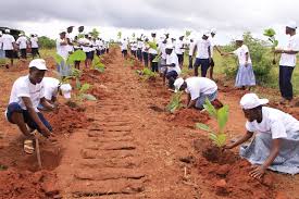 SERIKALI YATEKELEZA AHADI YAKE YA KUGAWA MICHE YA MITI MKOANI SIMIYU ...