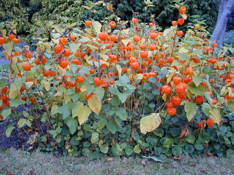 Seminte si plante de gradina hobby: Physalis alkekengi-Papalau