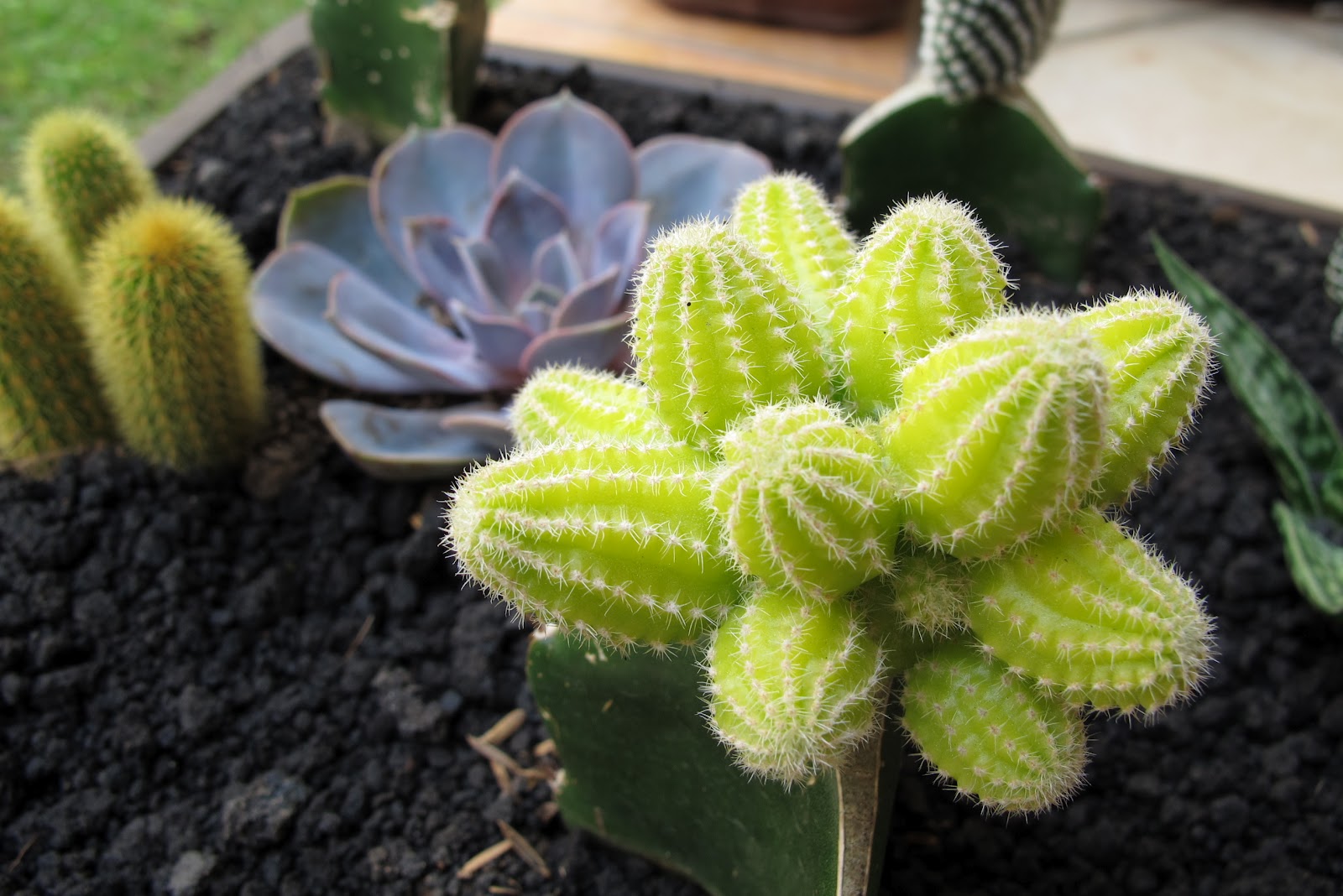 lets go younger bussines: macam macam bunga kaktus hias yg kami order