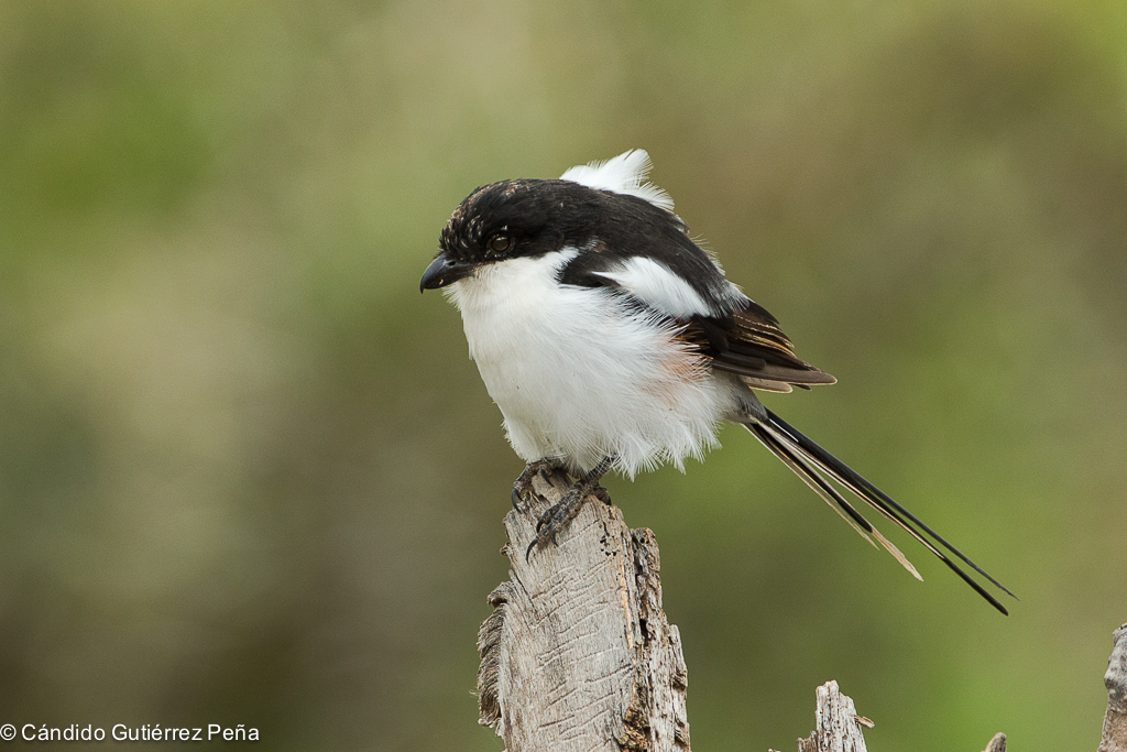 ALCAUDON COLILARGO - Lanius Cabanisi | Observatorio de la Naturaleza