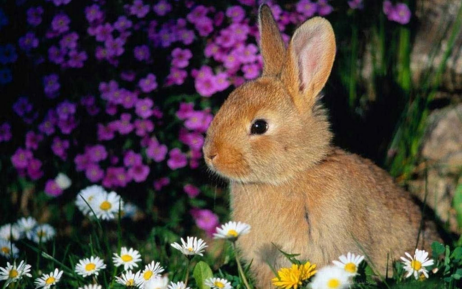 Top 33 Beautiful And Cute Rabbit Wallpapers In HD