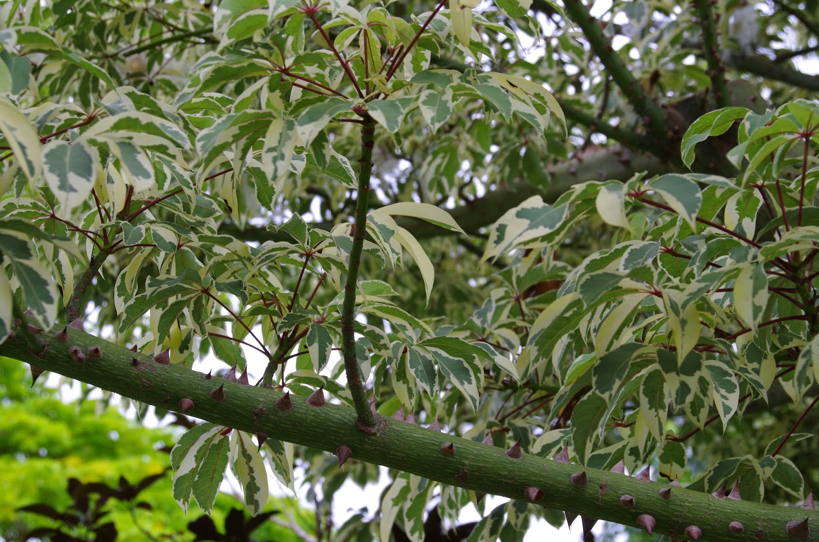 Trees and Plants: Kapok Tree