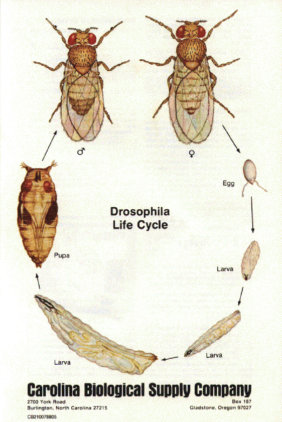 BioLiciouS: Laporan Praktikum Genetika Tata cara menangani drosophila ...
