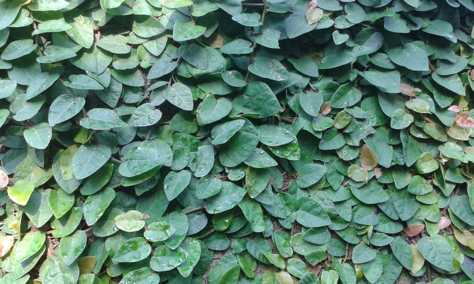 Jual Pohon Tanaman Dolar | Tanaman Rambat Dolar - PASAR TAMAN